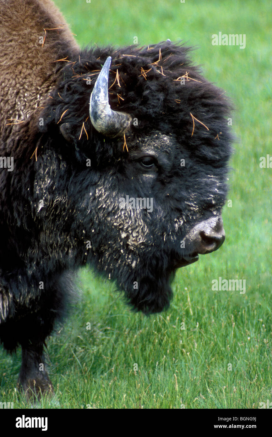Buffalo / Bison (Bison bison) close up, Yellowstone National Park ...