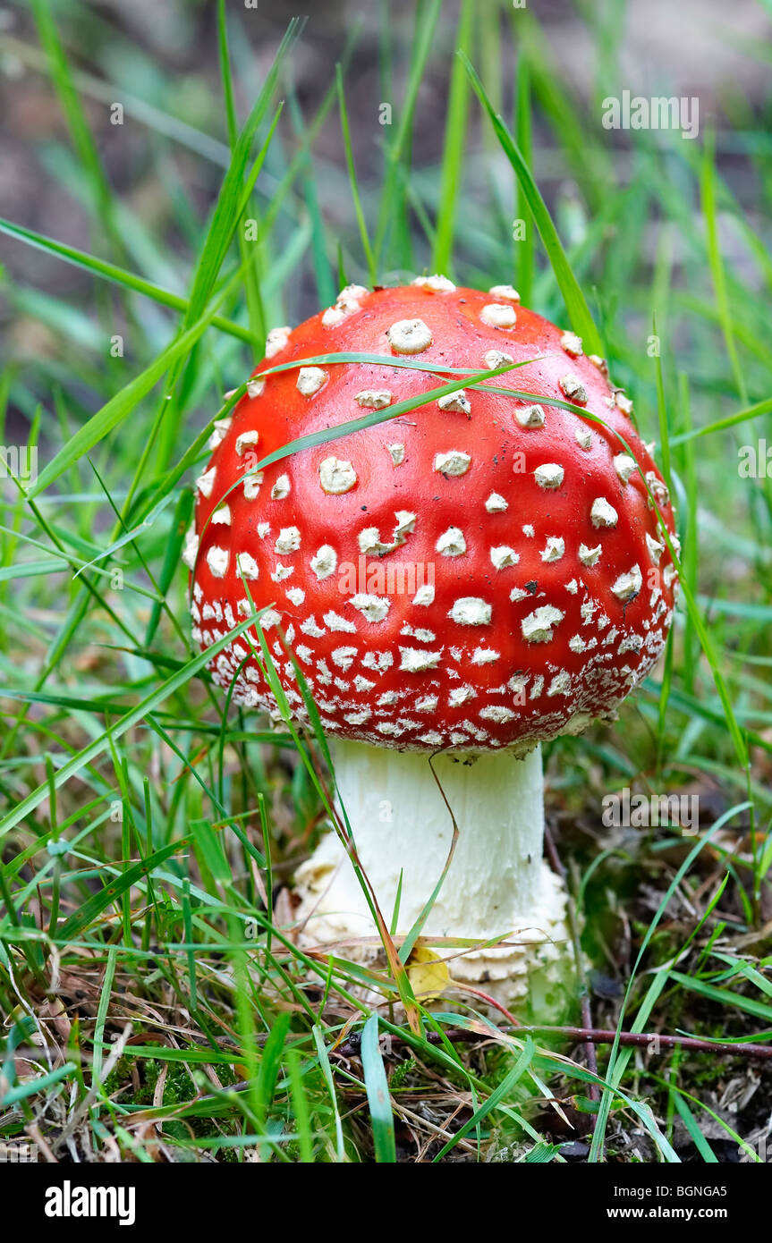fly poison amanita - poisonous mushroom Stock Photo - Alamy