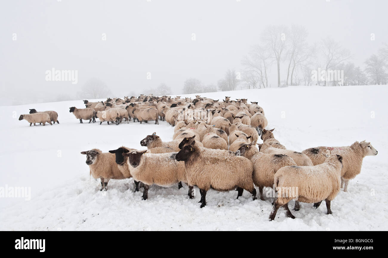 Welsh sheep farming winter hi-res stock photography and images - Alamy
