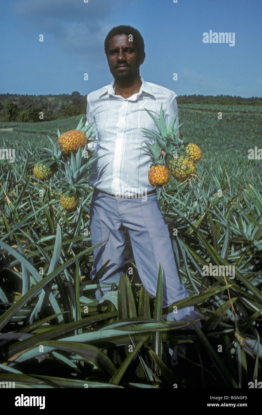 1, one, Martinican man, fieldworker, harvesting pineapples, pineapple ...