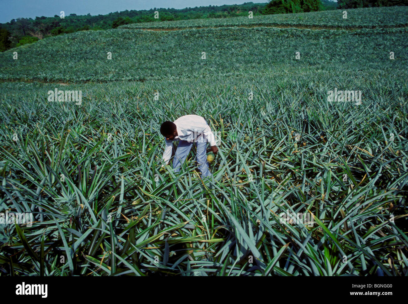 Martinican, Martinican man, fieldworker, harvesting pineapples ...