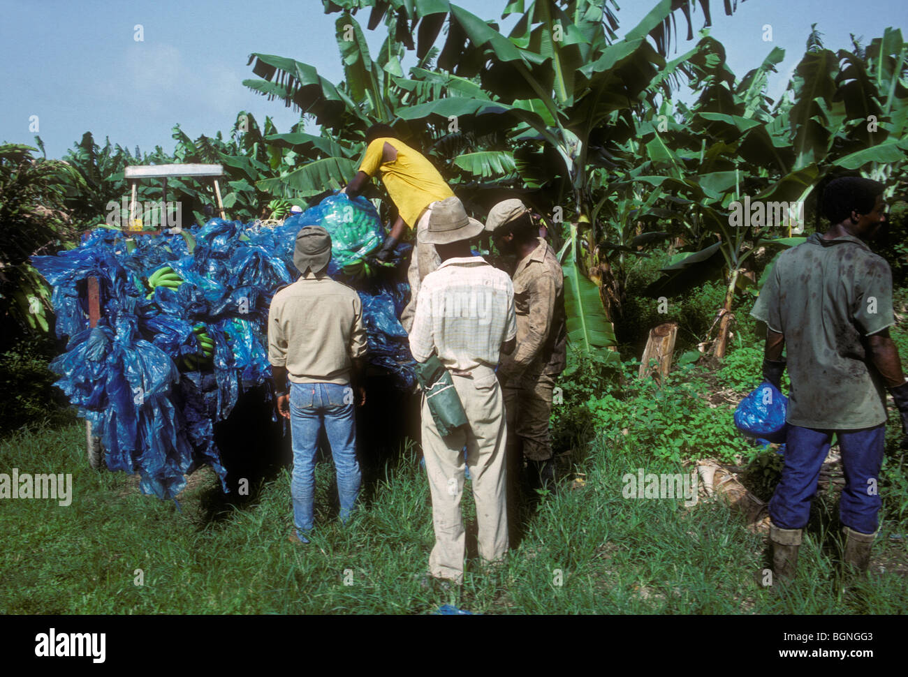Martinican men, fieldworkers, harvesting bananas, banana plantation ...