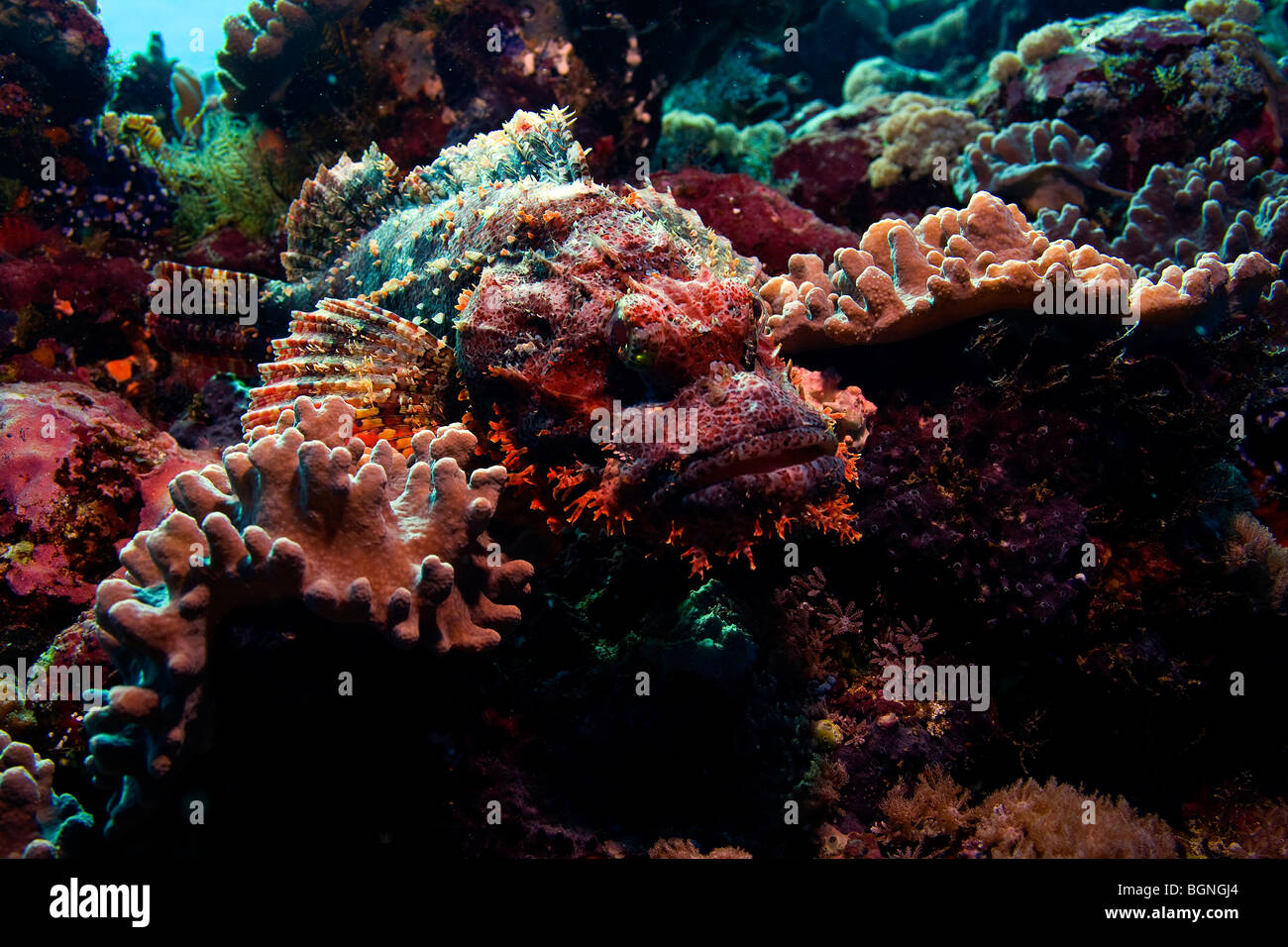 Stonefish and diver hi-res stock photography and images - Alamy