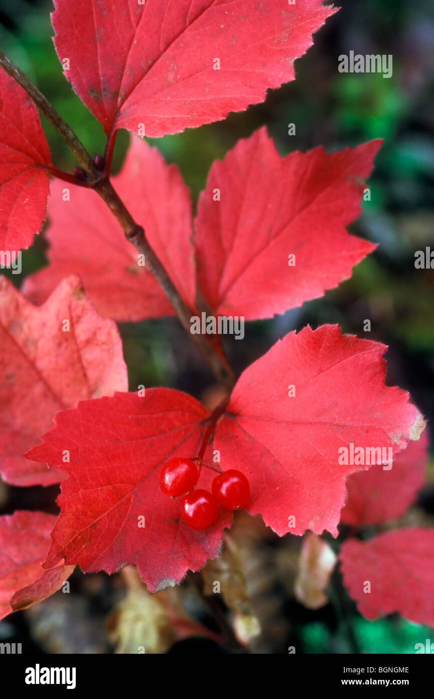 Mooseberry / Squashberry / Low bush-cranberry (Viburnum edule) in ...