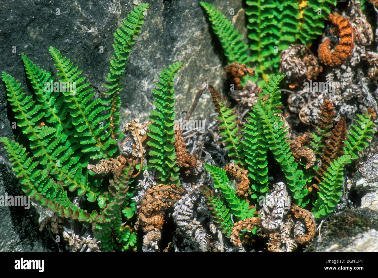 Fragrant buckler fern / Fragrant wood fern / fragrant shield fern ...