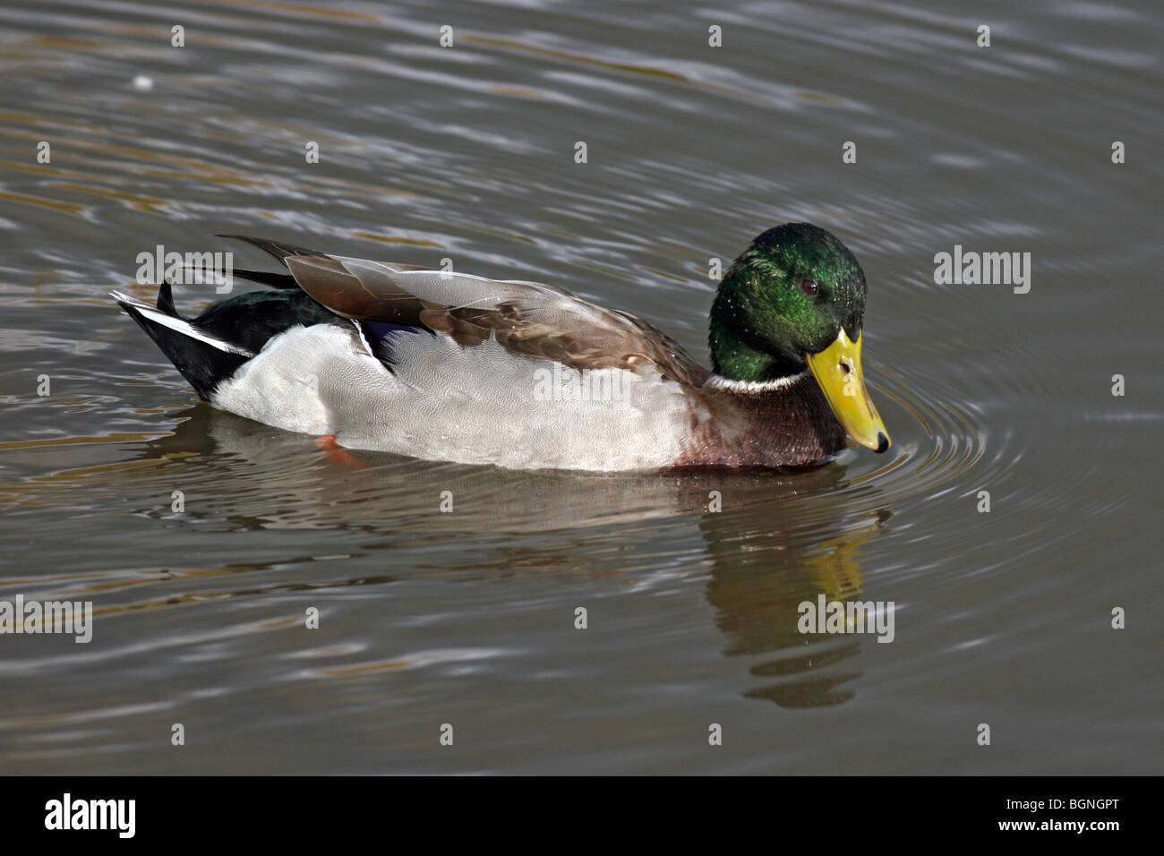 Mallard in pond Stock Photo - Alamy