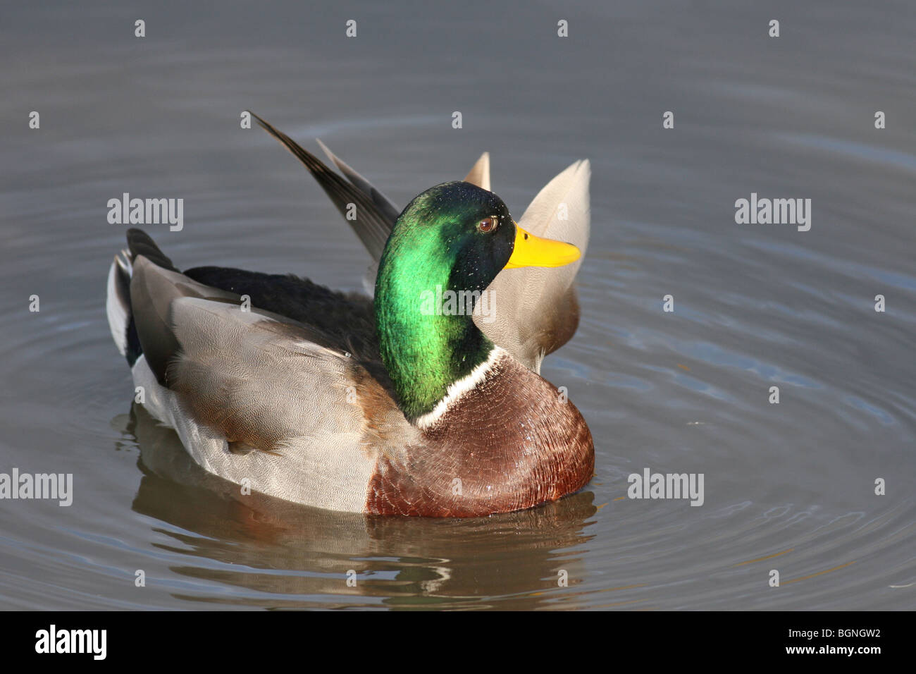 Mallard in pond Stock Photo - Alamy