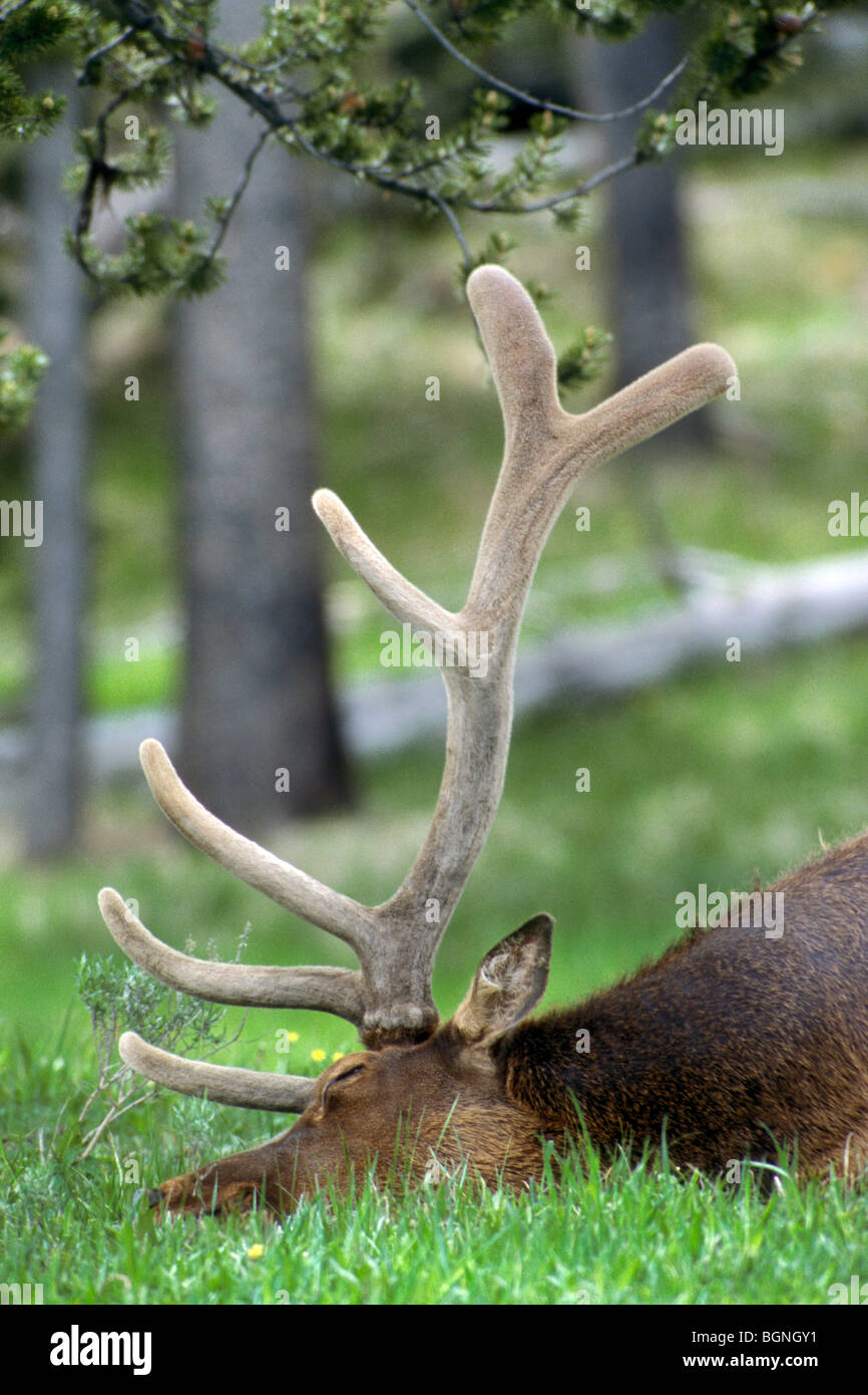 Elk (Cervus elaphus) with huge antlers covered in velvet sleeping in ...