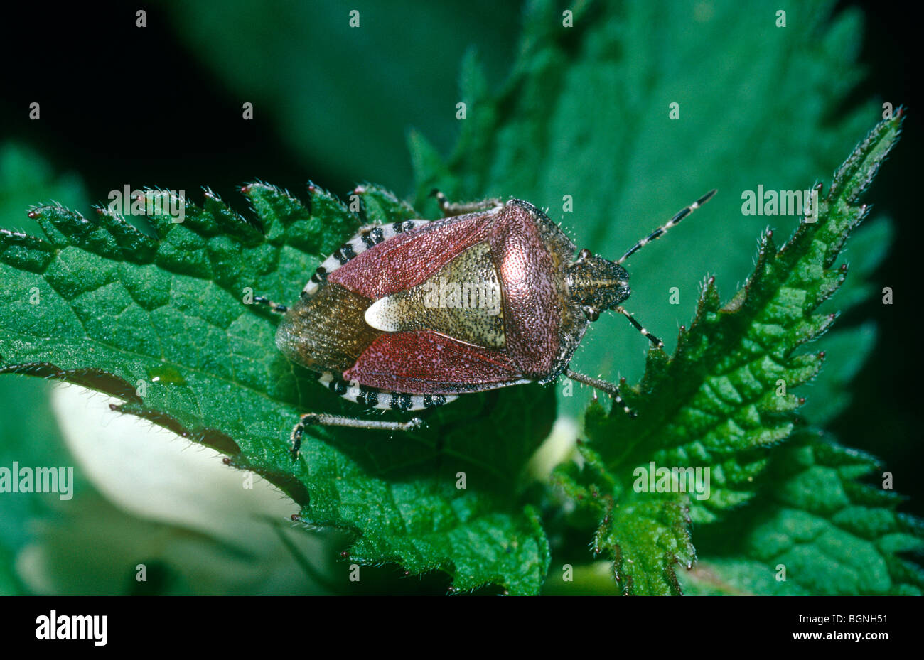 Sloe bug, a shield or stink bug (Dolycoris baccarum: Pentatomidae), an ...