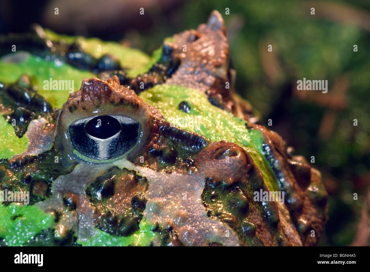 Argentine horned frog / Argentine wide-mouthed Frog / Pacman frog ...