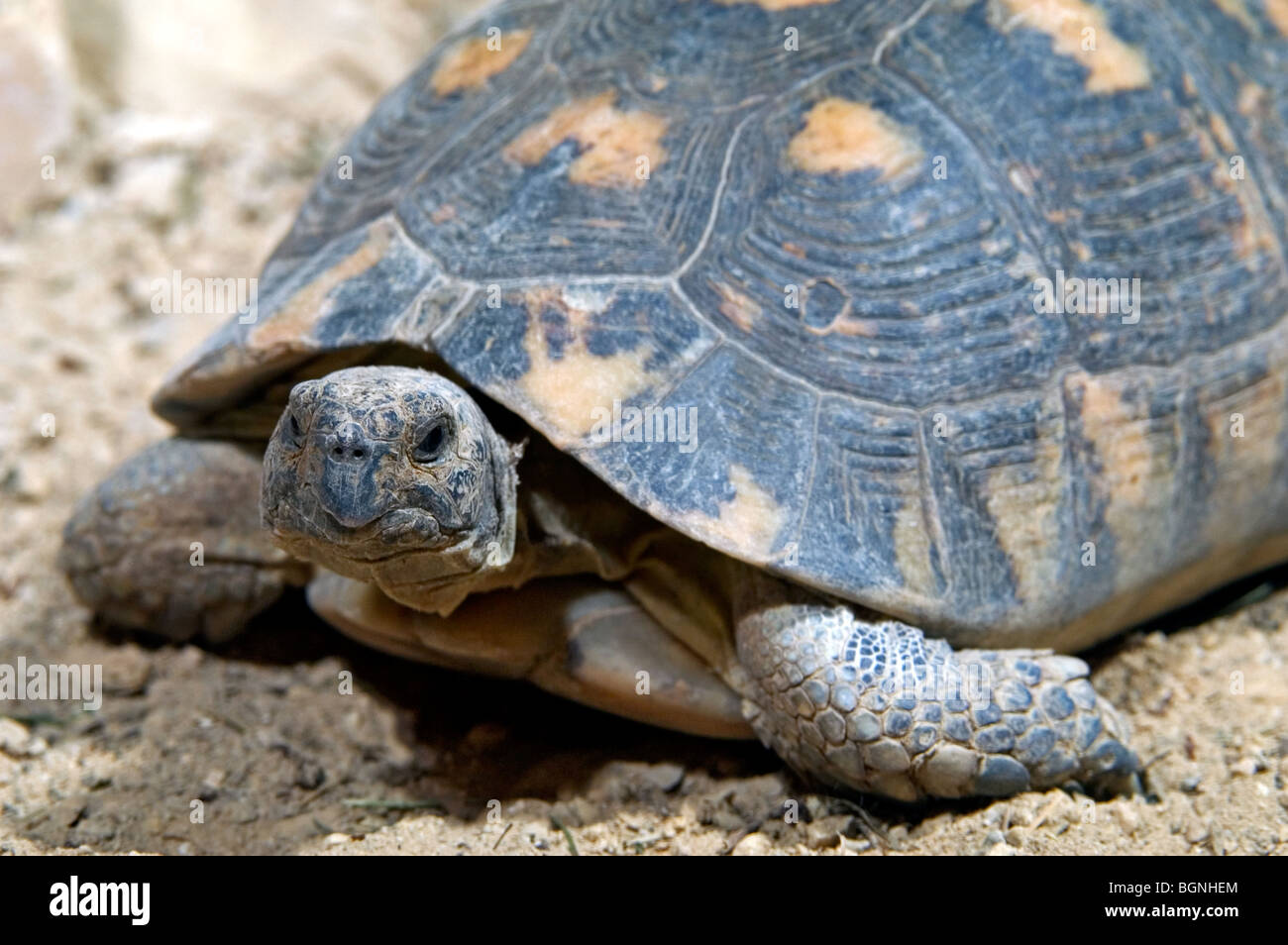 Marginated tortoise (Testudo marginata) close up, Greece, southern ...