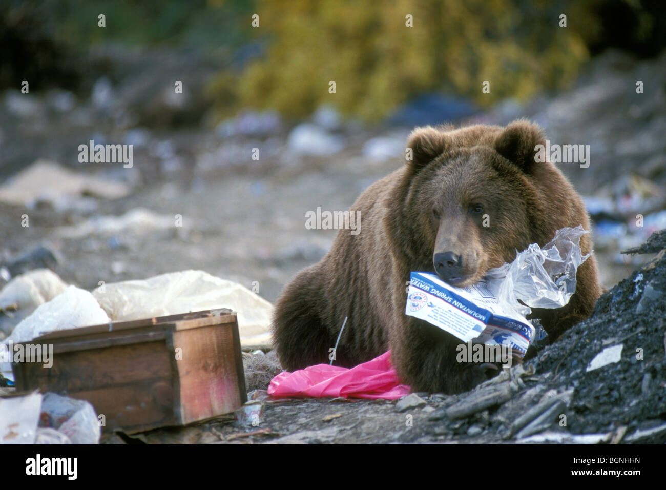 Kodiak brown bear (Ursus arctos middendorffi) at rubbish dump, Kodiak ...