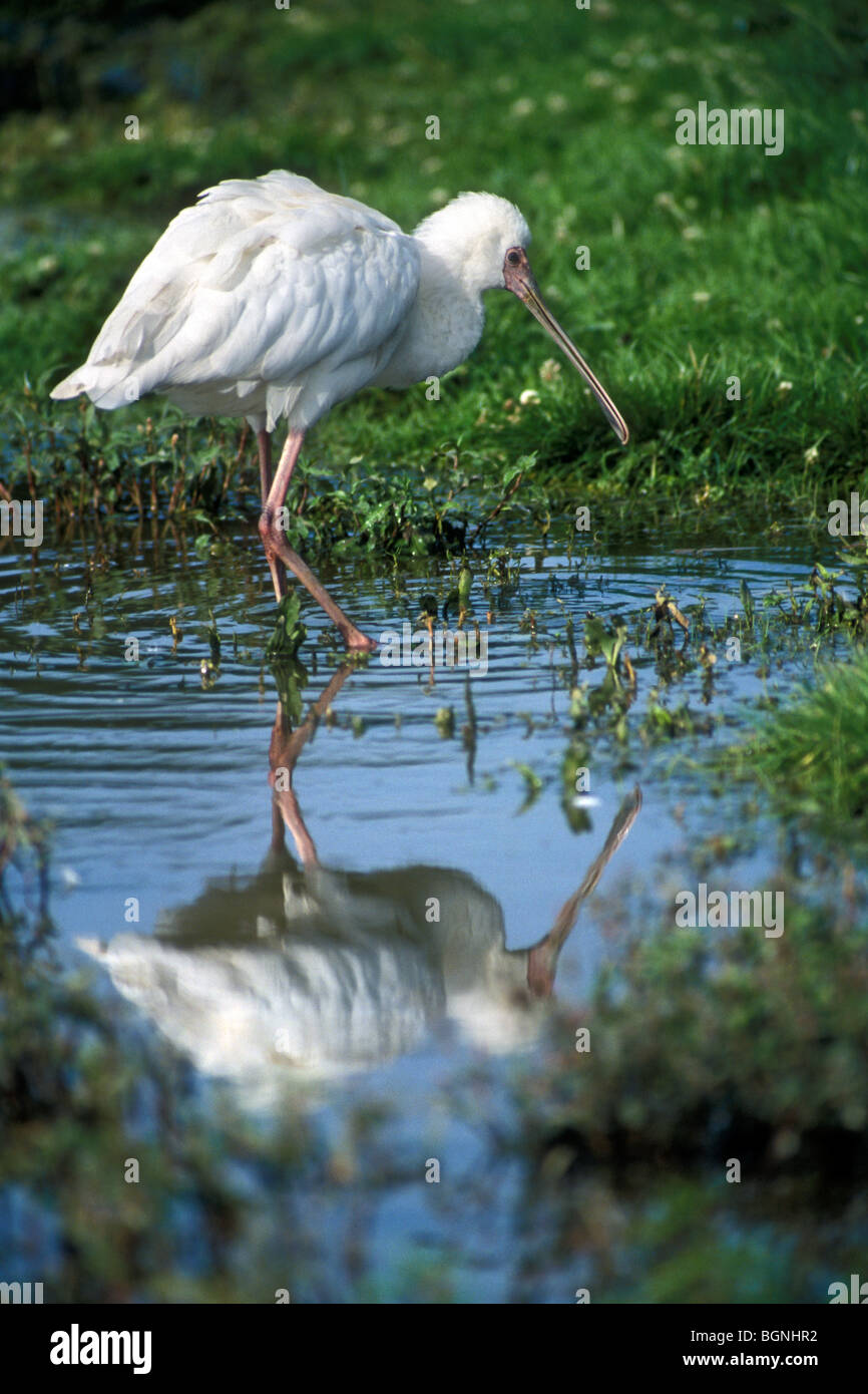 African spoonbill (Platalea alba) feeding in swamp, Africa Stock Photo ...