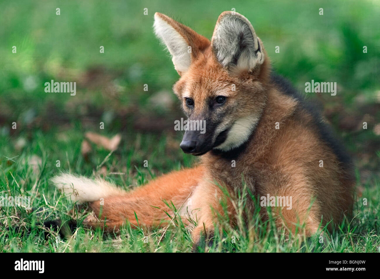 Maned wolf argentina hi-res stock photography and images - Alamy