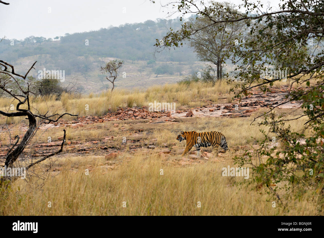 Tiger in the dry grasses of Ranthambore tiger reserve Stock Photo - Alamy