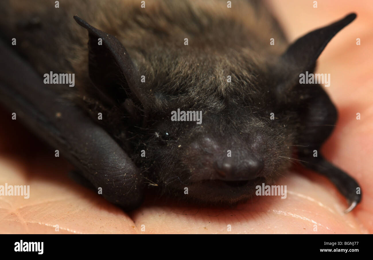 little brown bat in biologists hand Stock Photo - Alamy