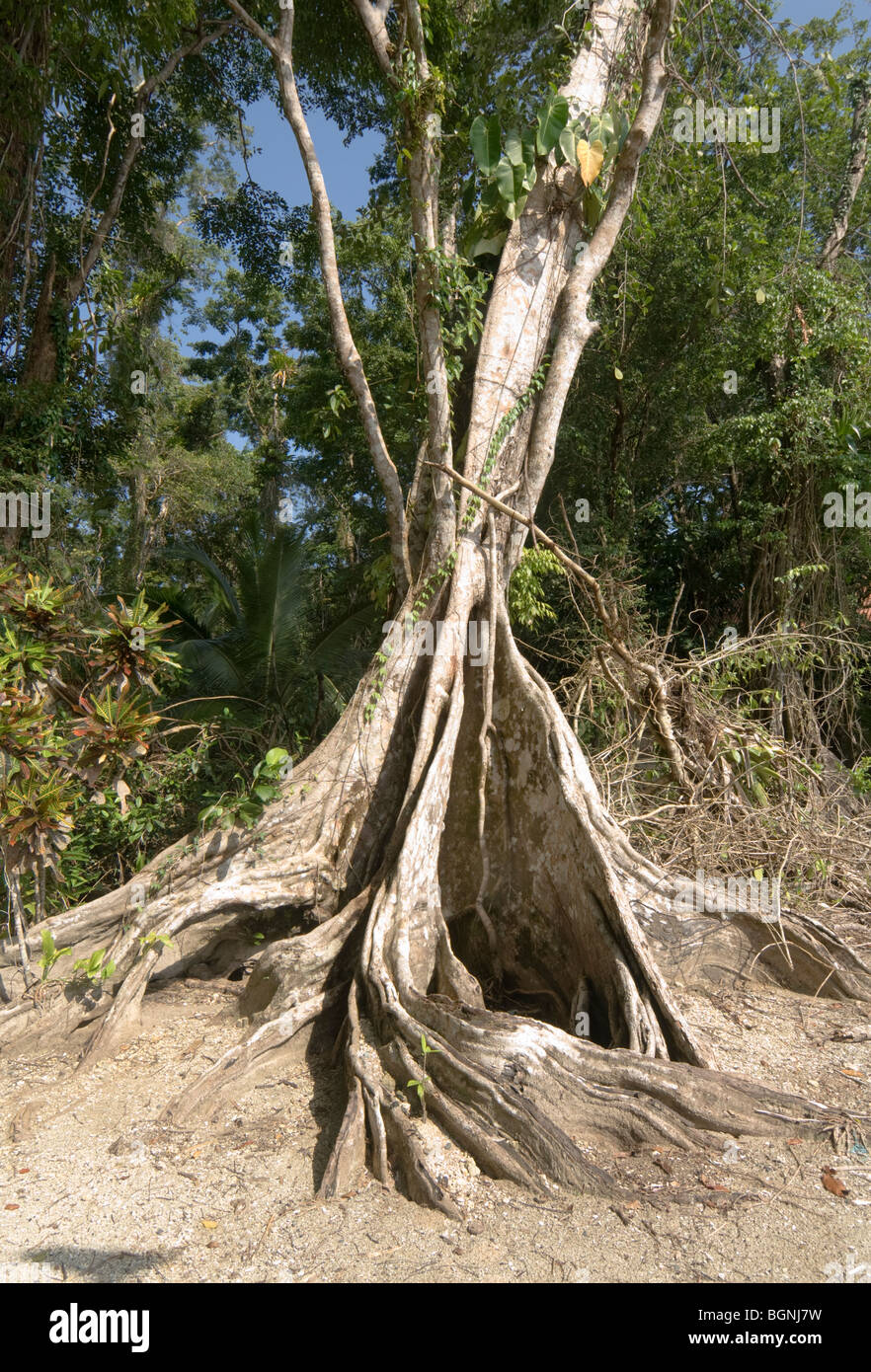 Panama Bocas del Toro Buttress Root Tree Stock Photo - Alamy