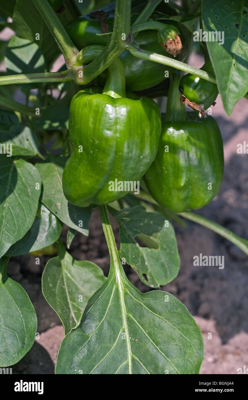 Capsicum annuum cultivars hi-res stock photography and images - Alamy