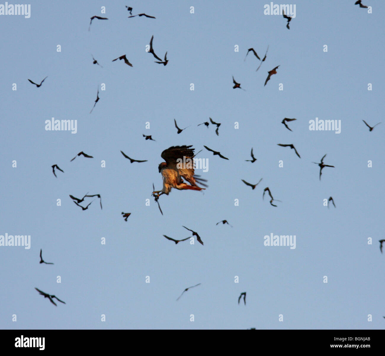 Mexican hawk hi-res stock photography and images - Alamy