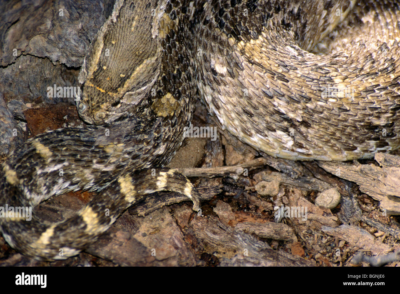 African common puff adder (Bitis arietans) camouflaged in leaf litter ...