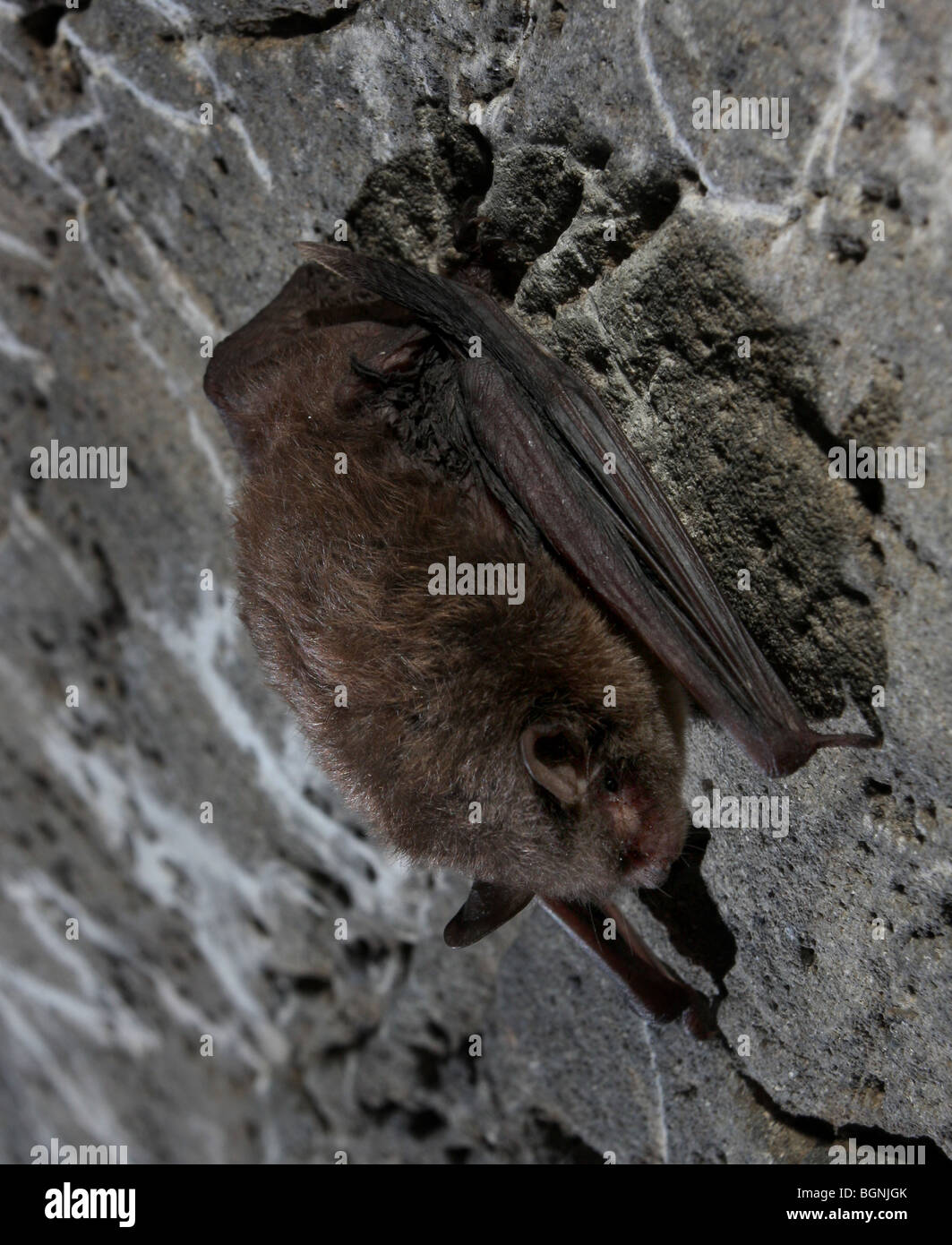 Bat cave united states hi-res stock photography and images - Alamy