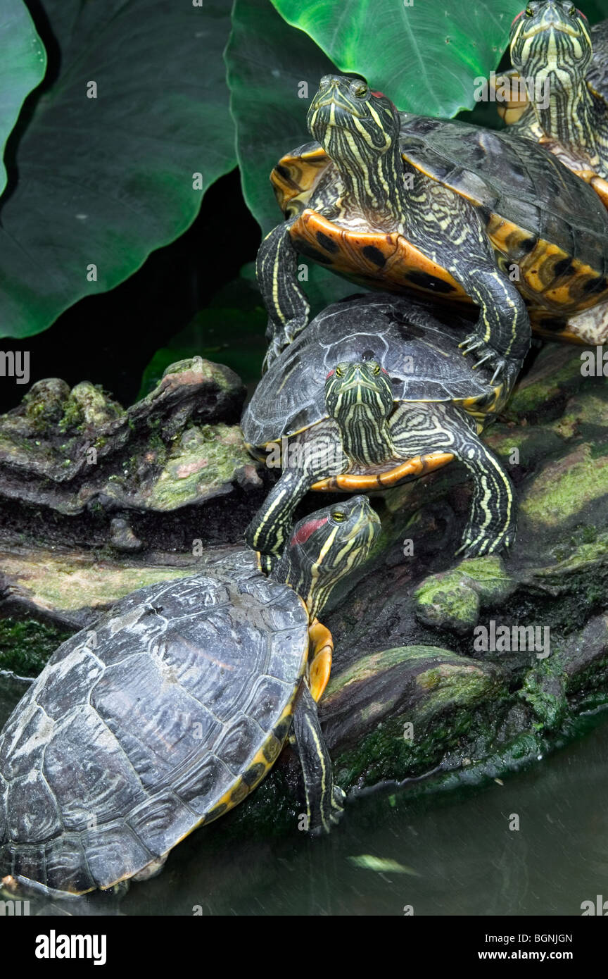 Red eared terrapin uk hi-res stock photography and images - Alamy