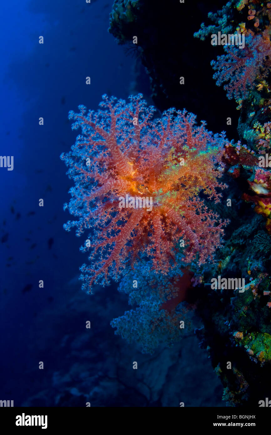 Soft corals hi-res stock photography and images - Alamy