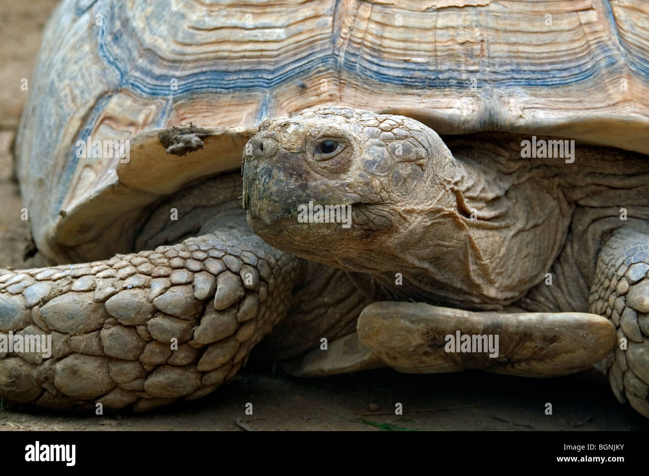African spurred tortoise / sulcata tortoise (Geochelone sulcata) native ...