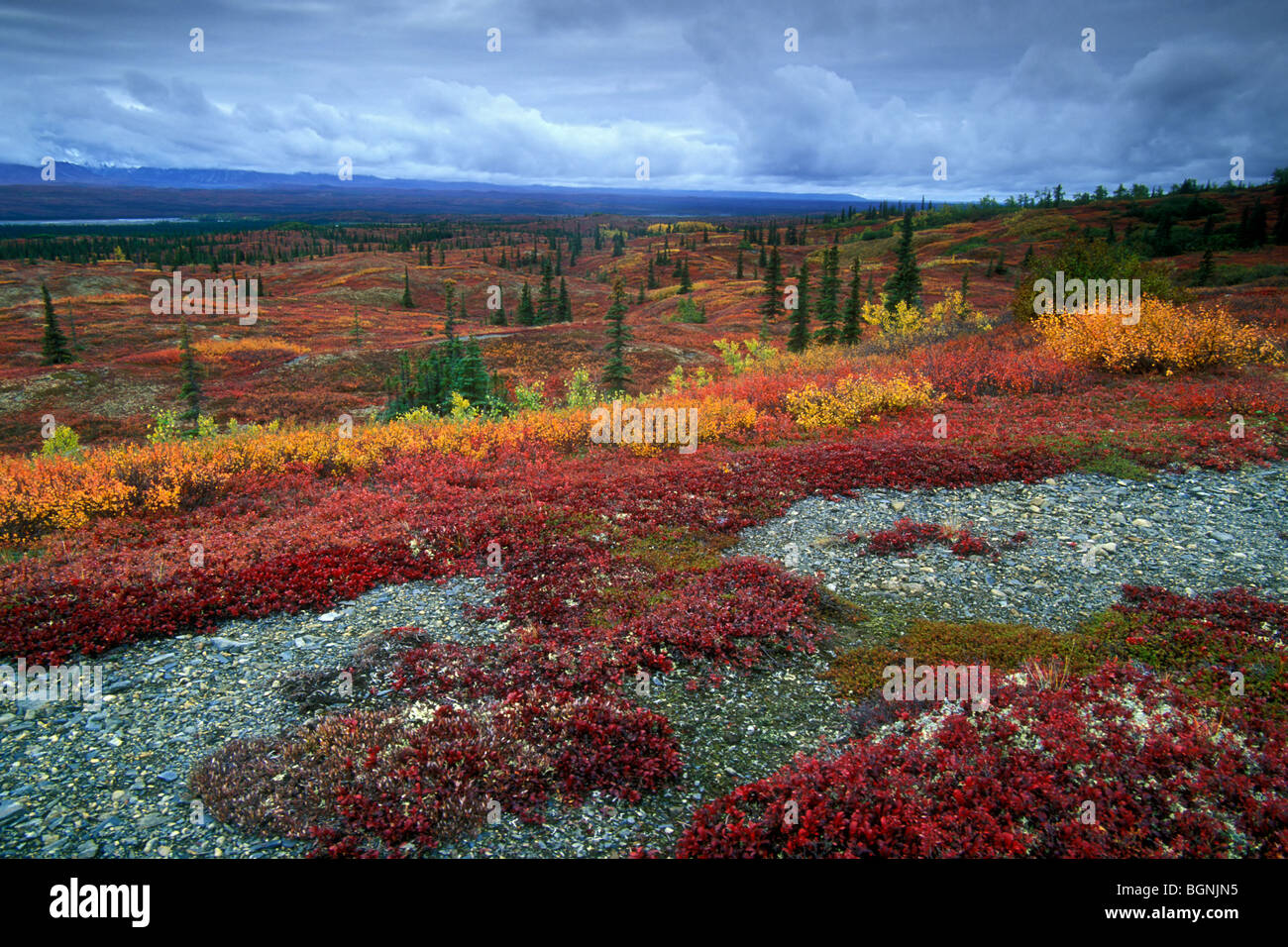 Tundra showing its autumn colours, Denali National Park, Alaska, USA ...