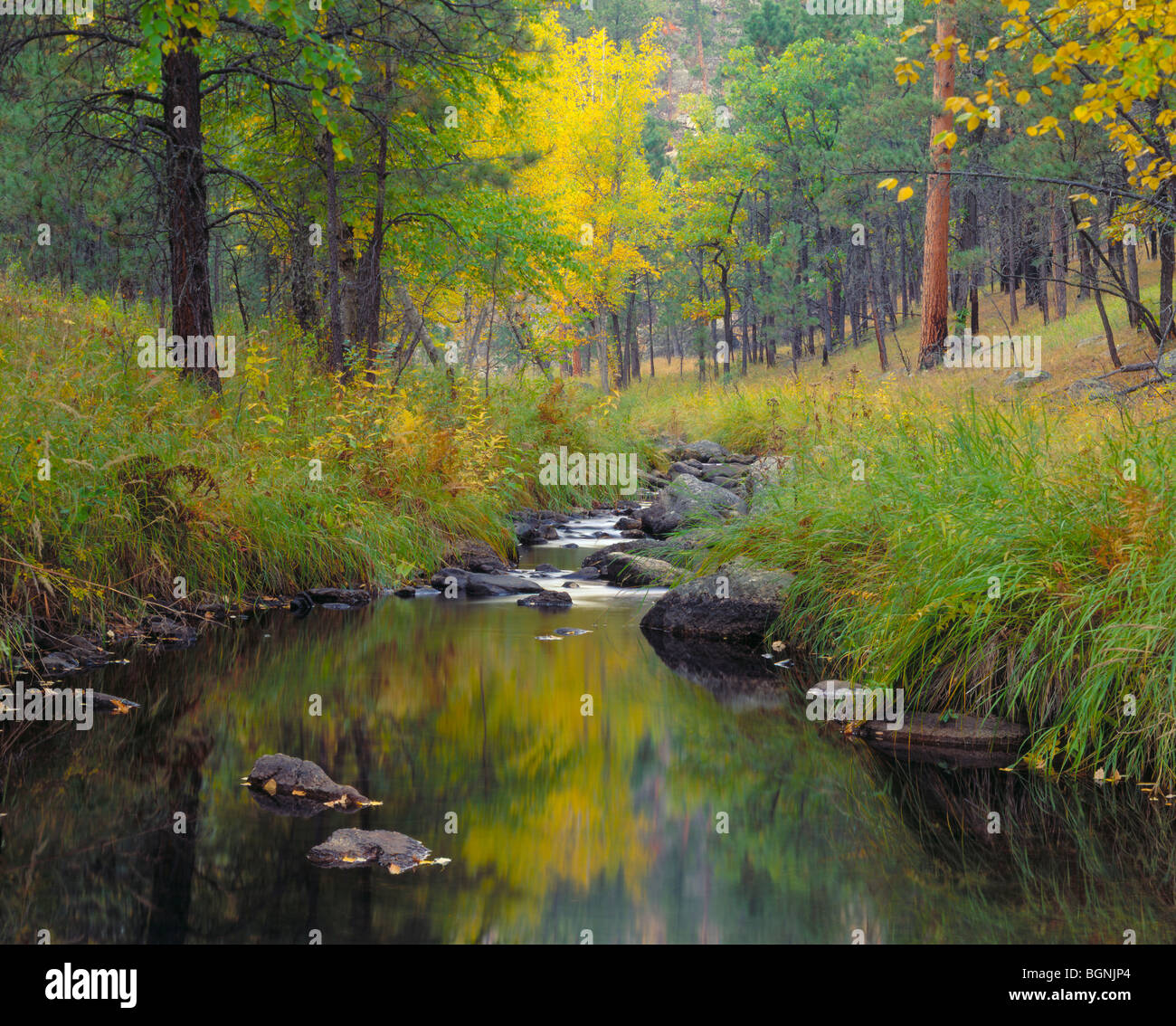 Grace Coolidge Creek, Custer State Park, Black Hills, South Dakota ...