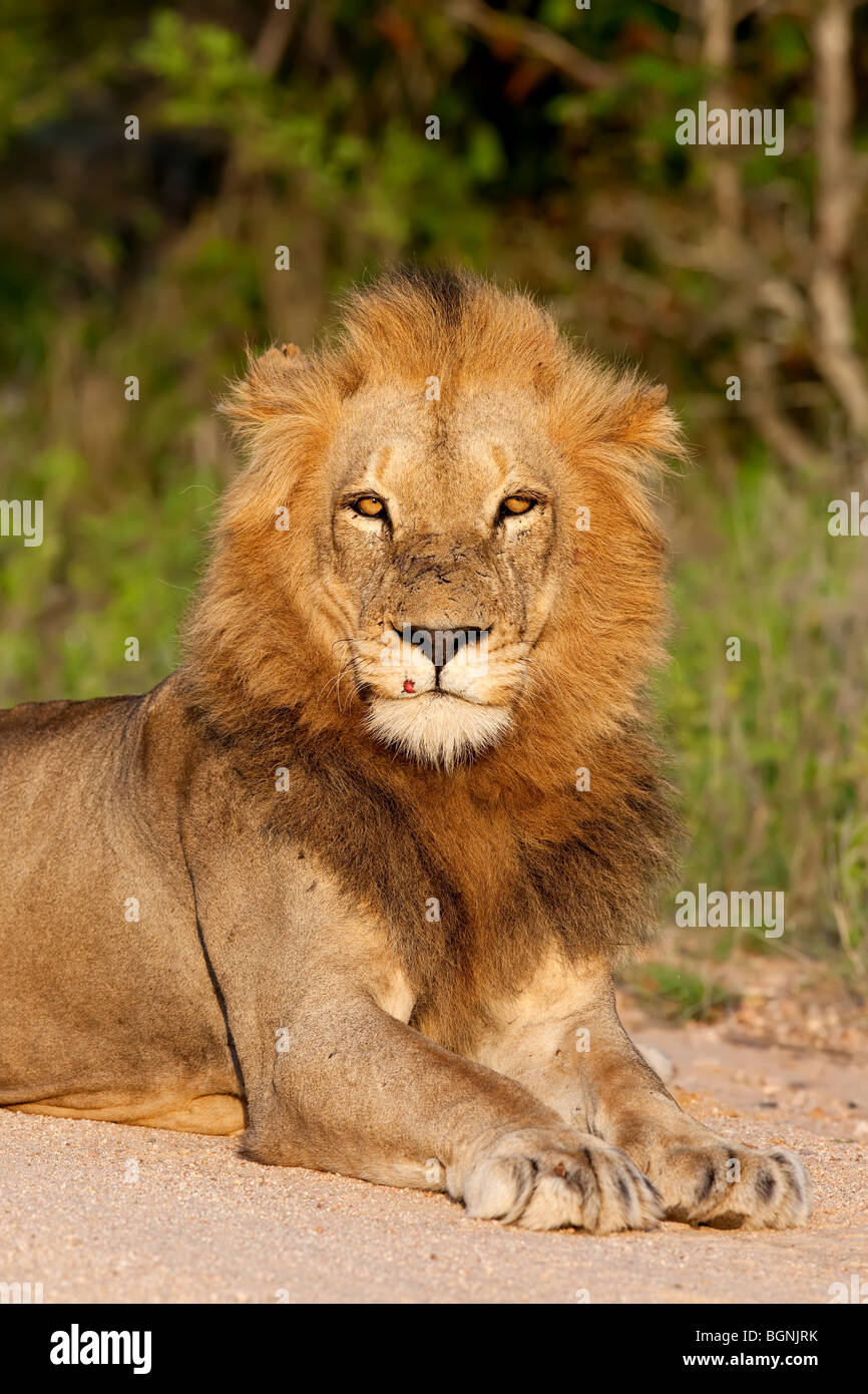 Male Lion with bloody scarred nose resting after territorial fight ...