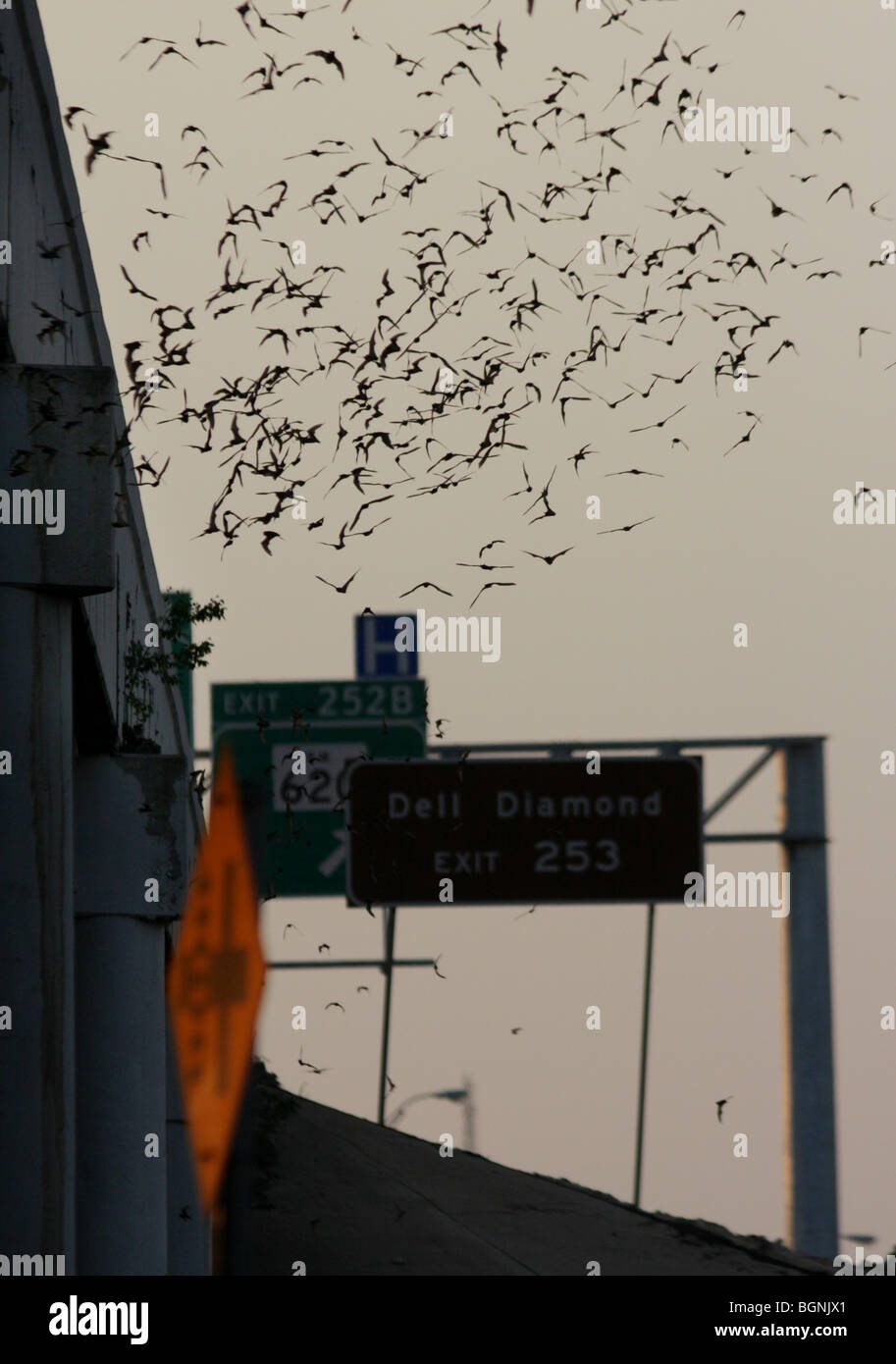 emerging Mexican free-tailed bat bridge Austin Texas Stock Photo - Alamy