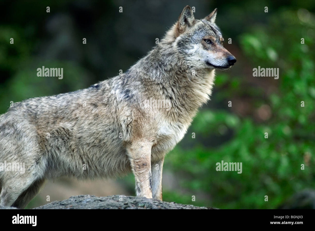 Wolf out hi-res stock photography and images - Alamy