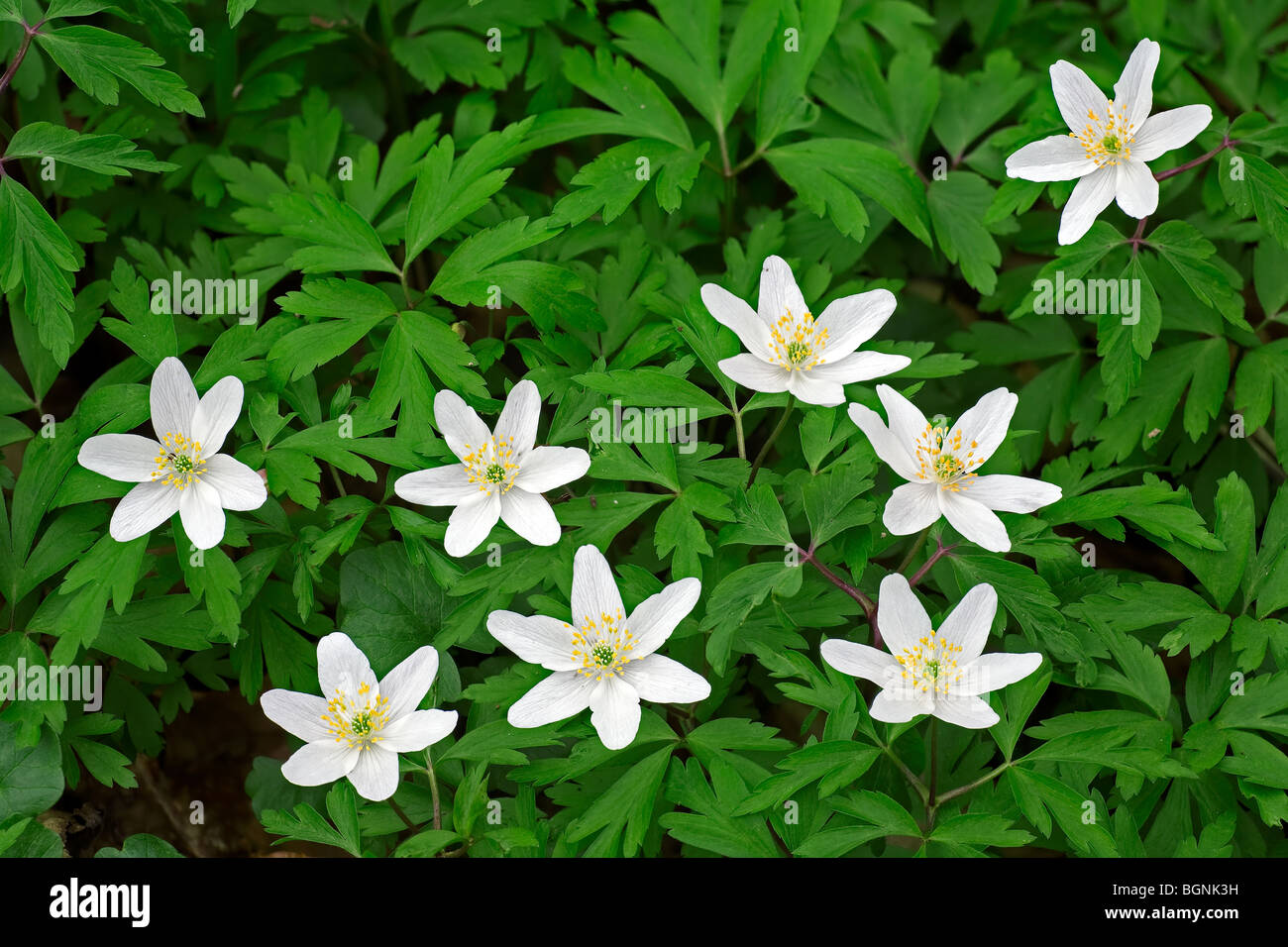 Wood anemones (Anemone nemorosa) flowering in forest in spring Stock ...