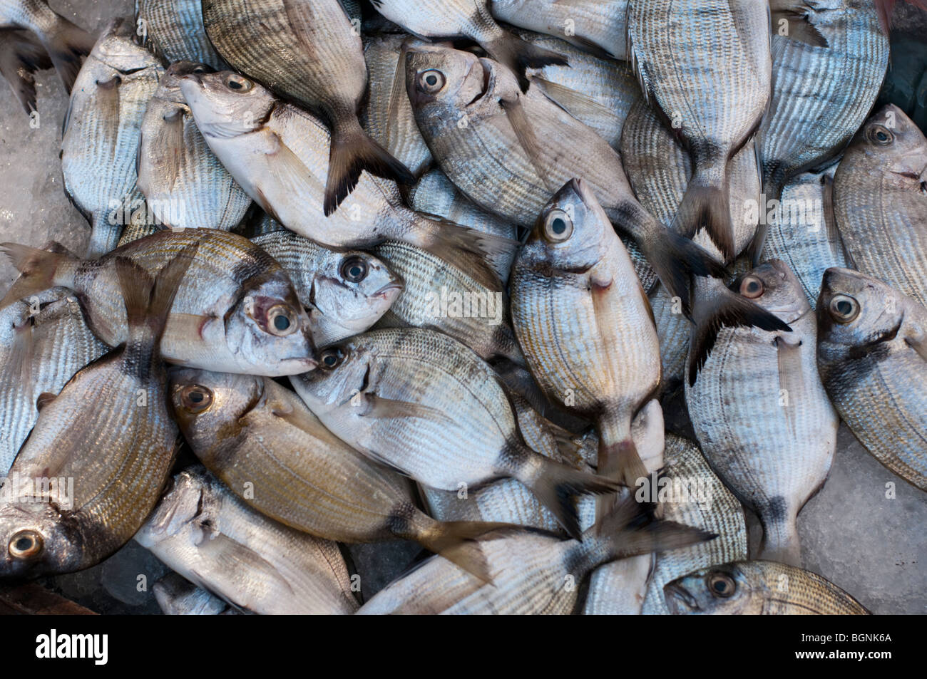 Fresh catch catches hi-res stock photography and images - Alamy
