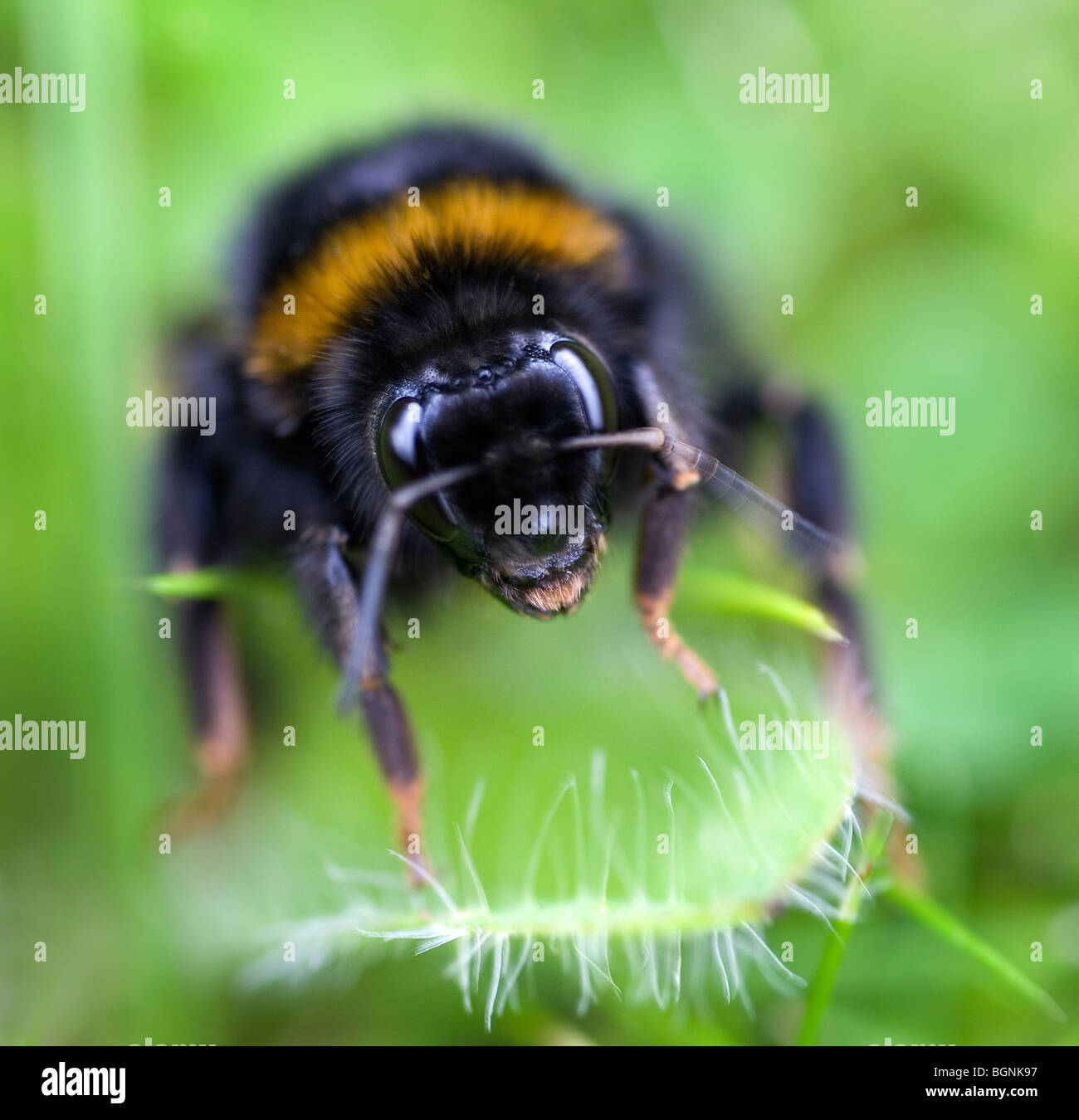 Bumblebee insects hi-res stock photography and images - Alamy