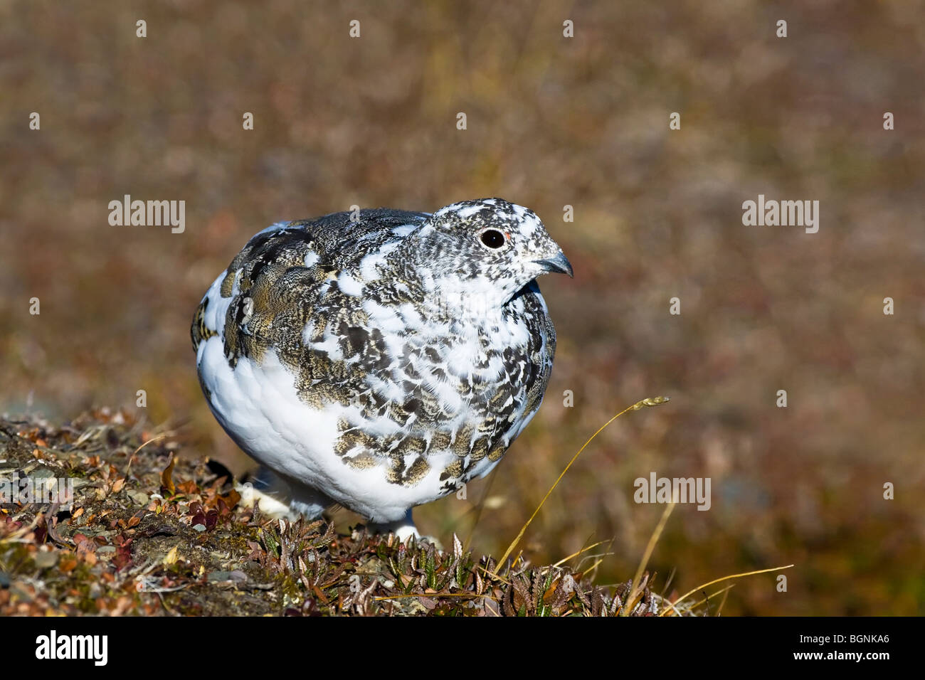 White tailed ptarmigan fall hi-res stock photography and images - Alamy