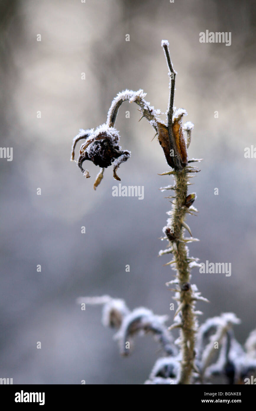 Brittle snap hi-res stock photography and images - Alamy