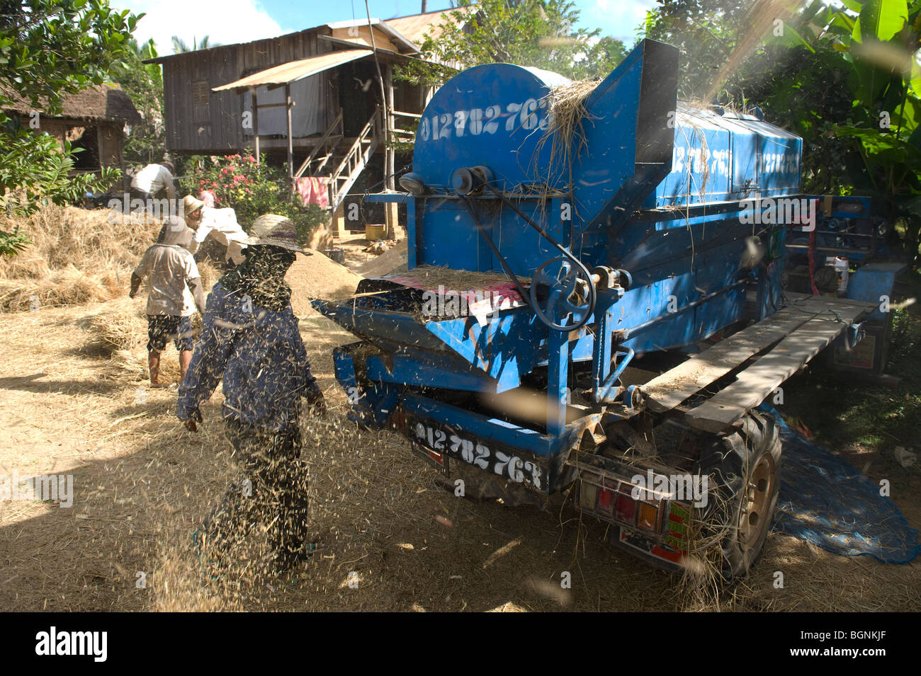 Cambodian rice farming hi-res stock photography and images - Alamy