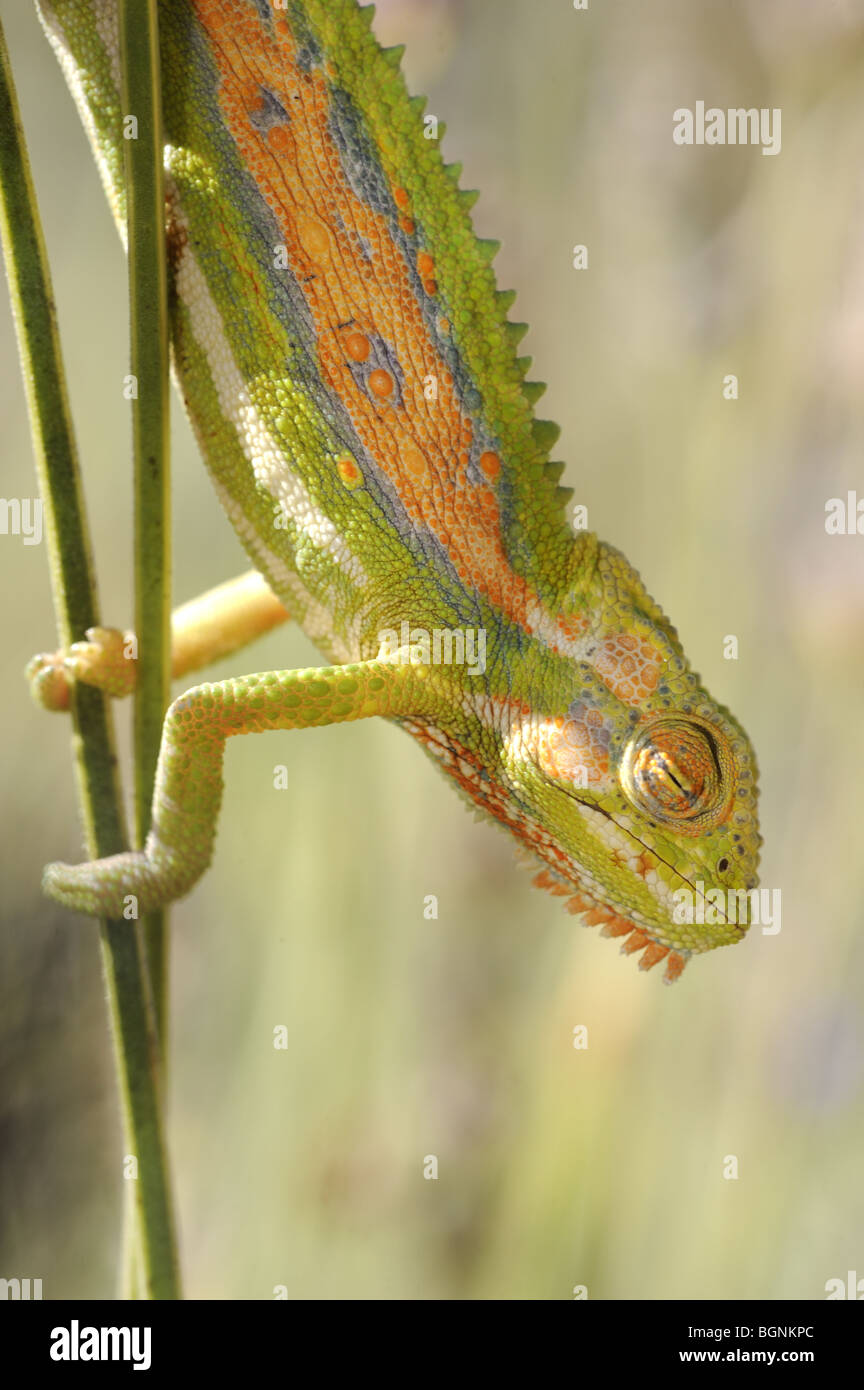 Orange chameleon hi-res stock photography and images - Alamy