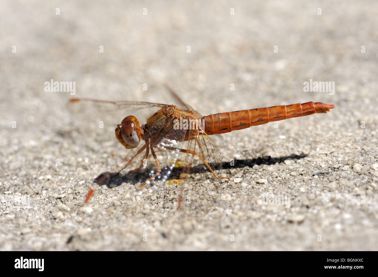 Red rock skimmer dragonfly hi-res stock photography and images - Alamy