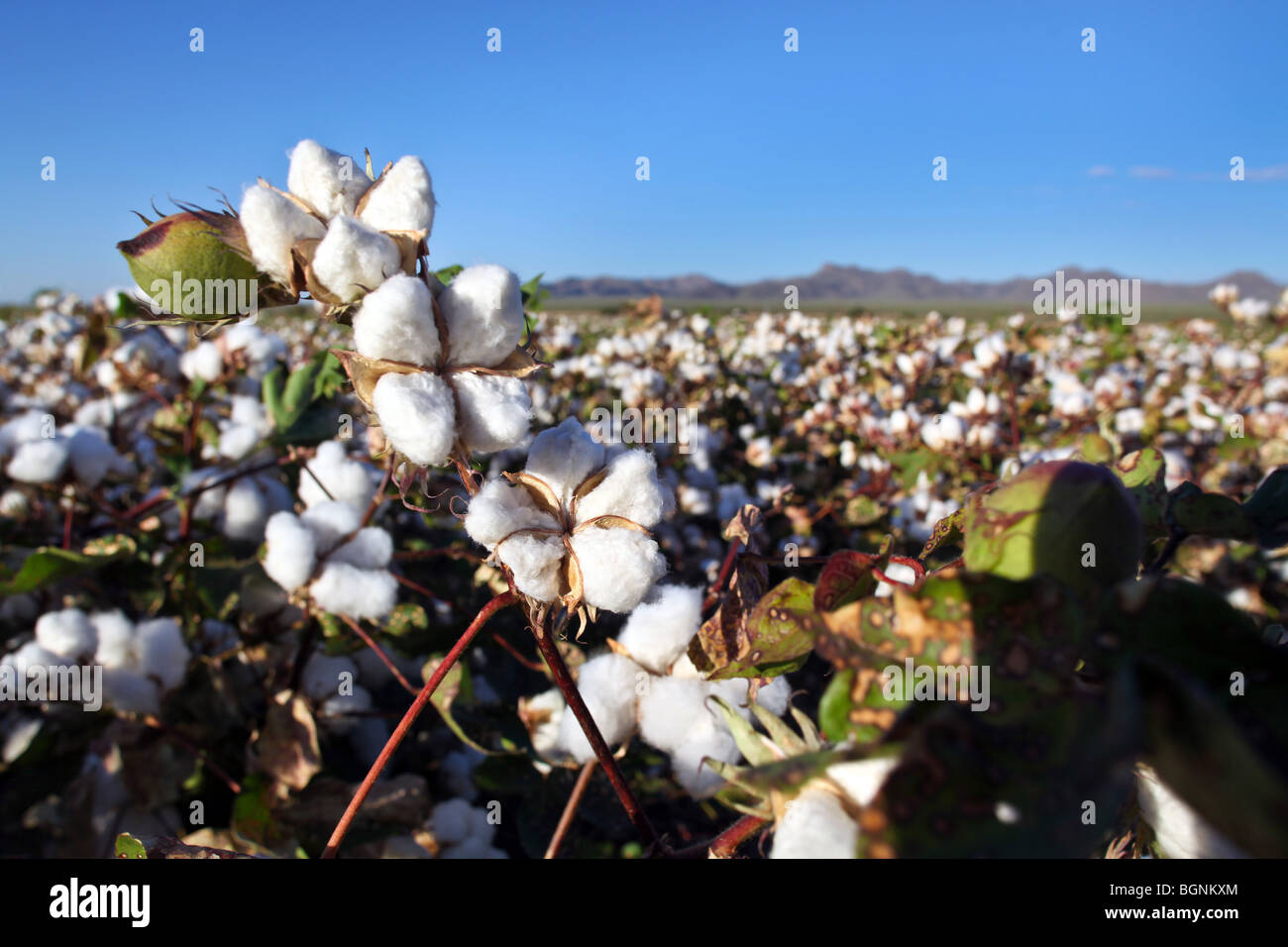 Cotton plant hi-res stock photography and images - Alamy