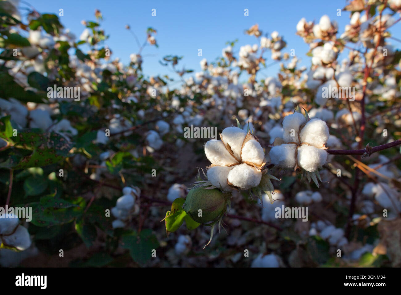 Cotton field in bloom hi-res stock photography and images - Alamy