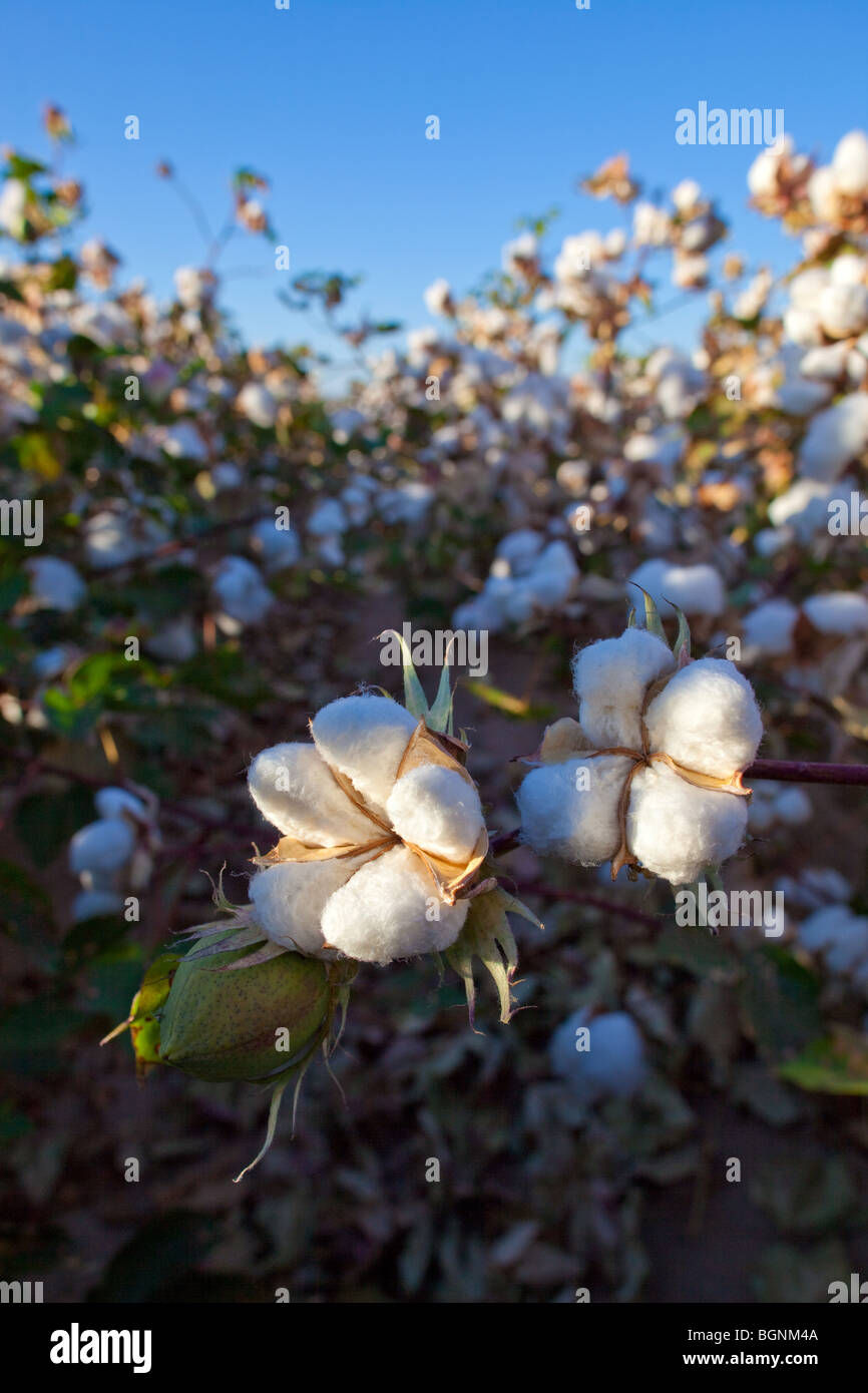 Cotton plant hi-res stock photography and images - Alamy