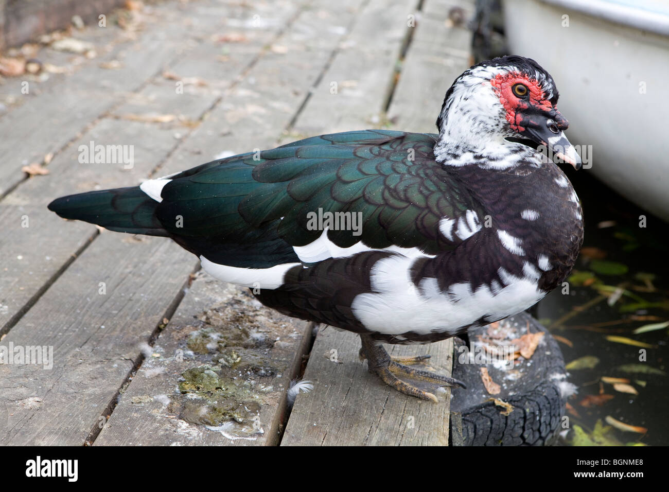 Duck near lake Stock Photo - Alamy