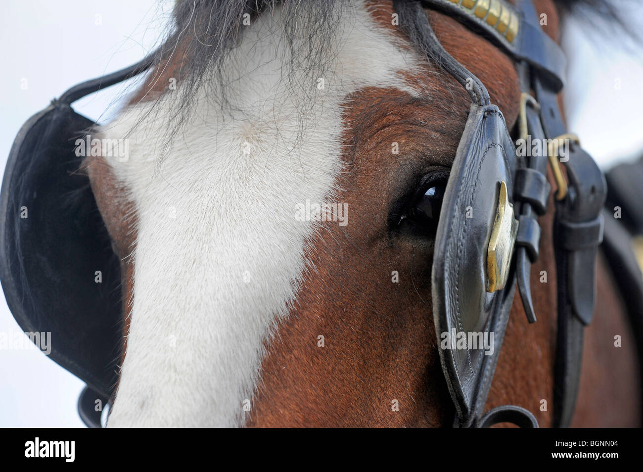Working horse hi-res stock photography and images - Alamy