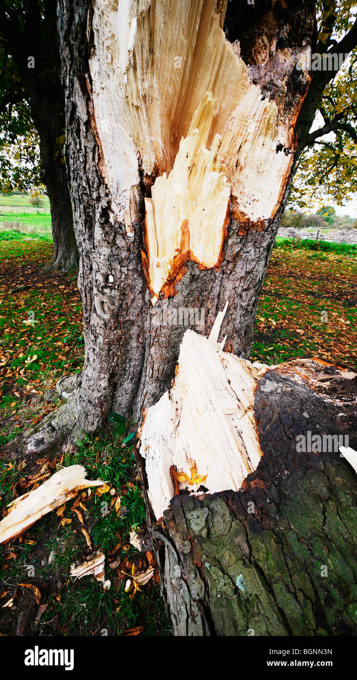 a tree split by lightning after a storm Stock Photo - Alamy