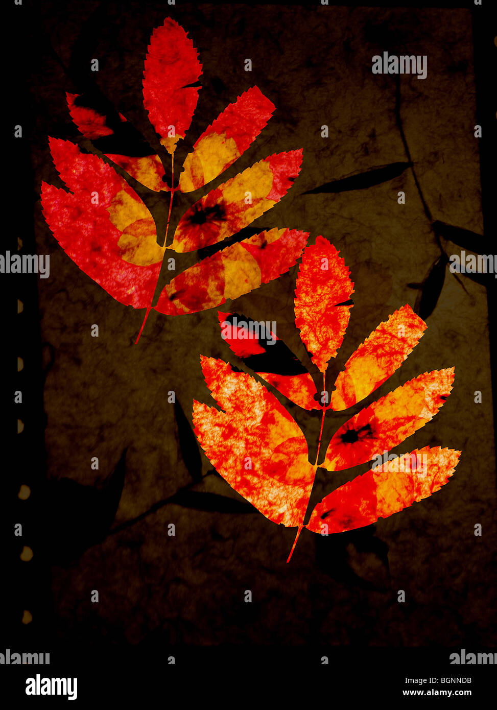old paper background with mountain ash Stock Photo - Alamy