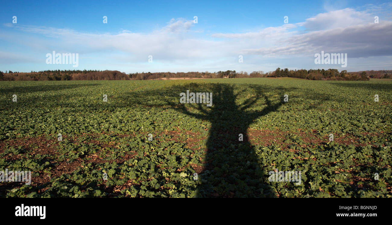 Yggdrasil tree hi-res stock photography and images - Alamy