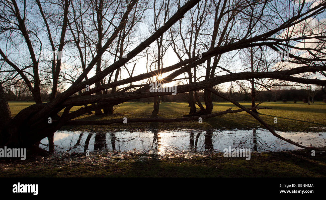Tangled trees and flood water on the riverbank at Henley on Thames ...